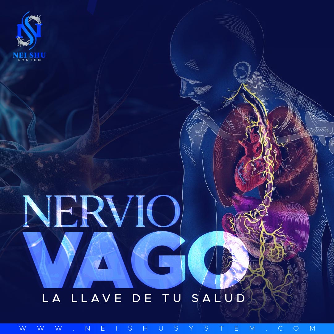 NERVIO VAGO: La llave de tu salud – Nei Shu System